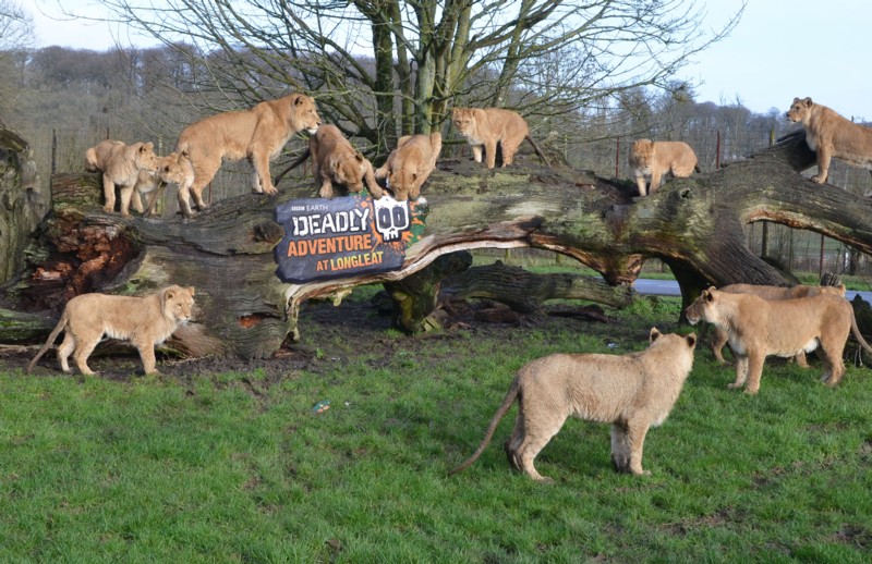 BBC Worldwide and Longleat Safari & Adventure Park Create Deadly ...