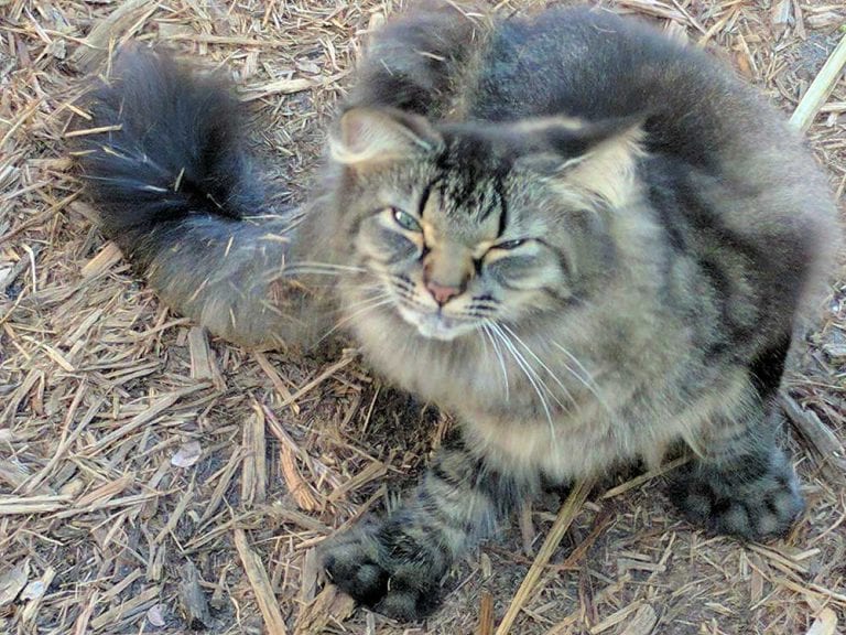 Hemingway Museum's six-toed cats purr-fectly fine after Irma | blooloop